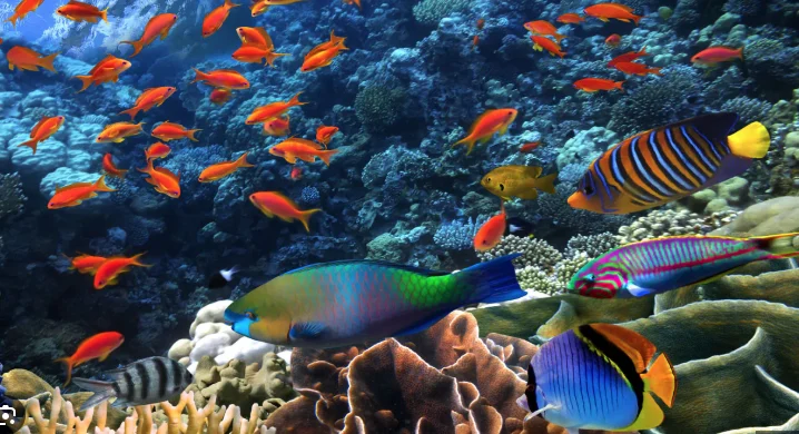 [COM] Reef fish study
